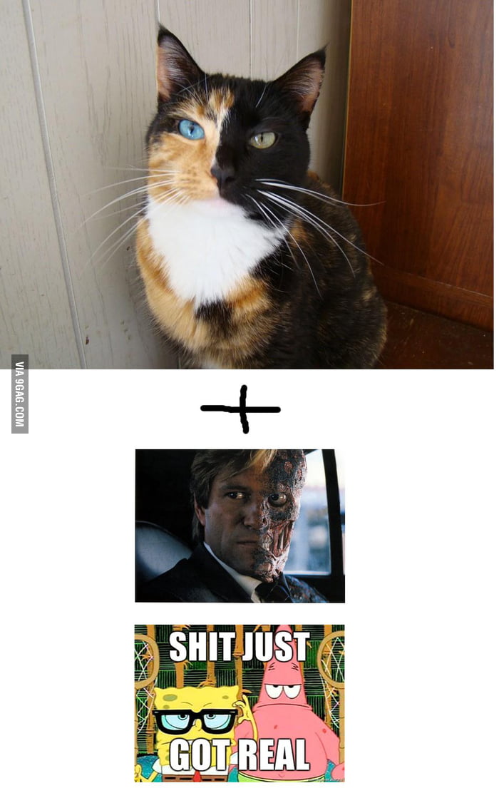 Two Face Cat vs Dent - 9GAG
