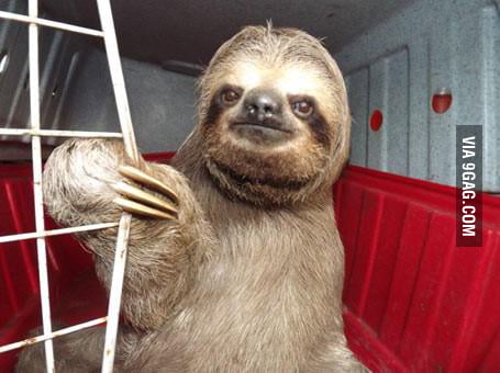 Ridiculously photogenic sloth - 9GAG