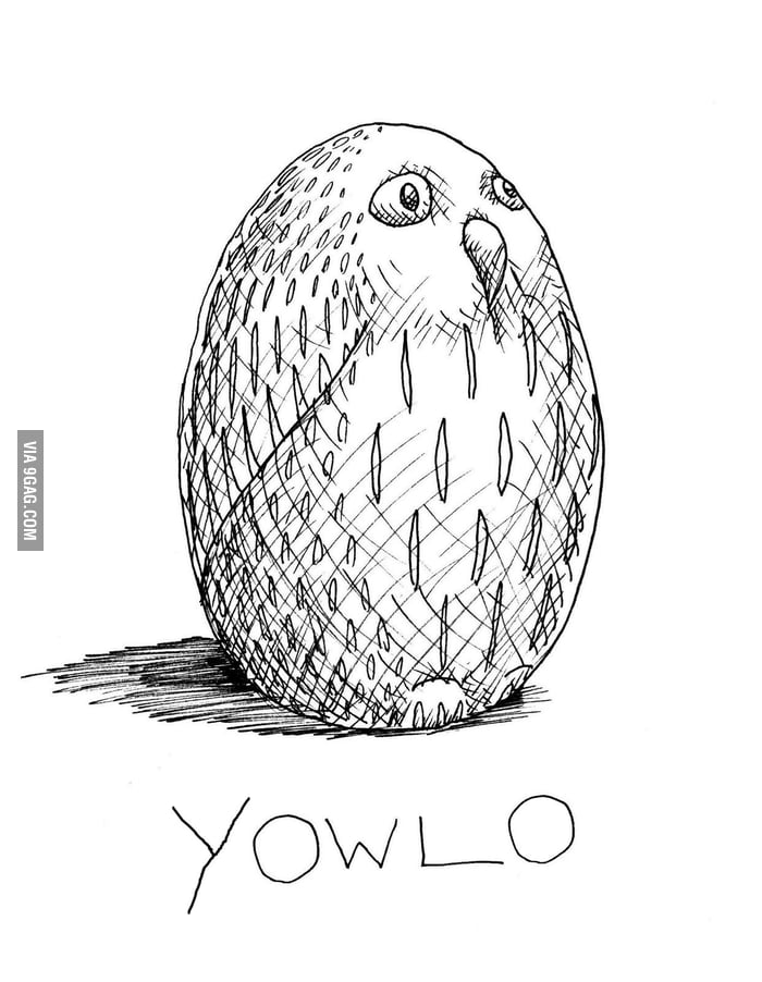 THE YOLO OWLO - 9GAG