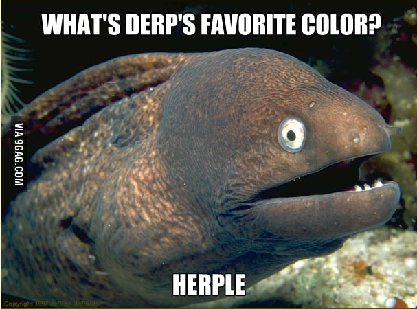 Herp Derp Eel - 9GAG