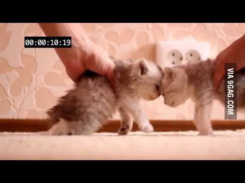 Kitty Crash Test - 9GAG