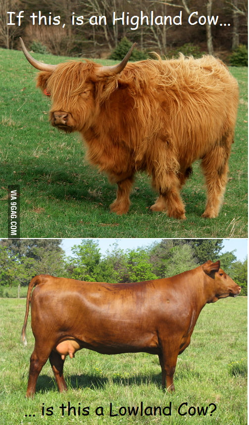 Highland Cow vs Lowland Cow - 9GAG