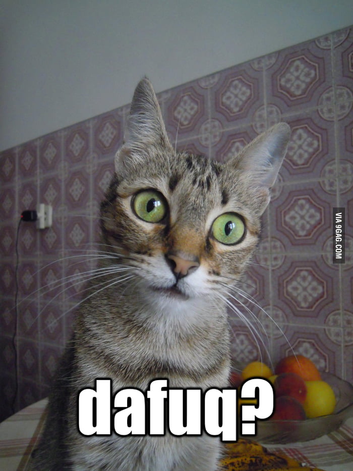 I have a weird cat... dafuq? - 9GAG