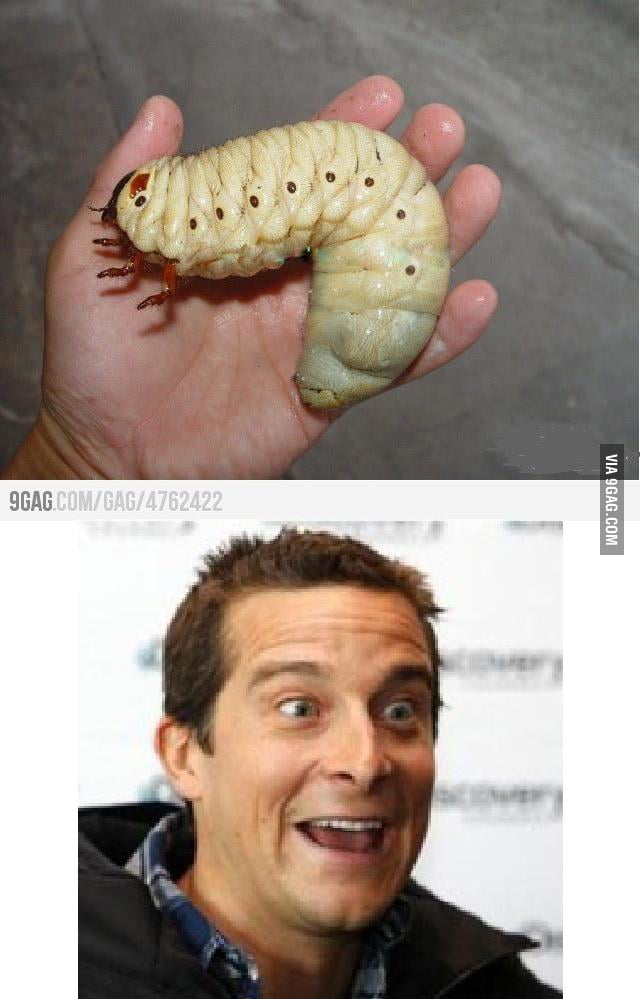 Bear Grylls likes it big - 9GAG