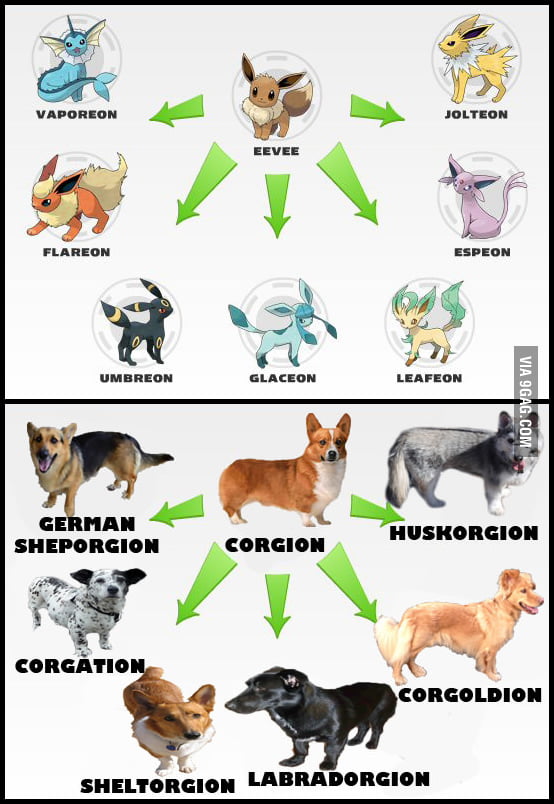 Corgis, The Pokemon of the Dog World. - 9GAG