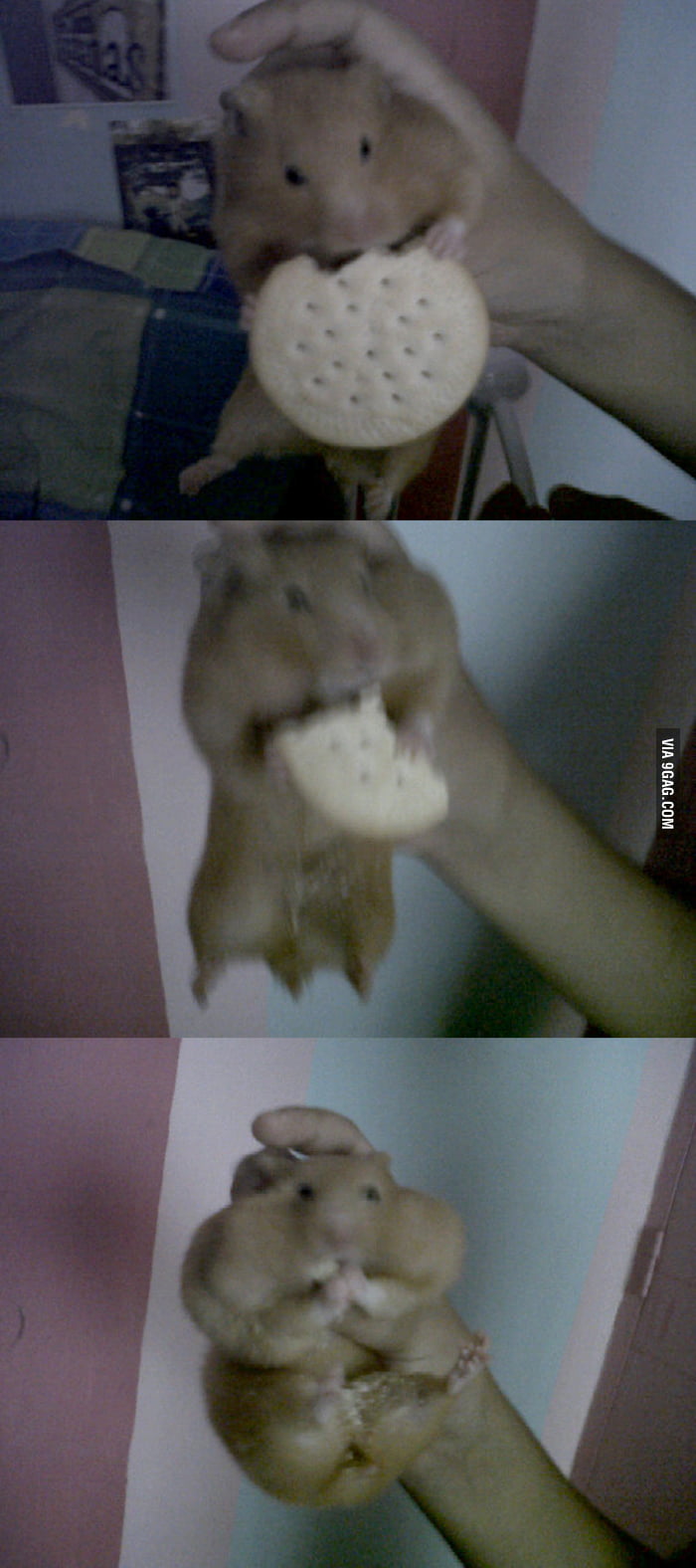 So...this is Pancha. - 9GAG