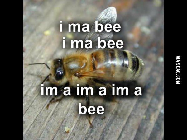 Im a bee - 9GAG