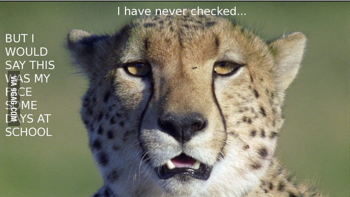 Confused leopard - 9GAG