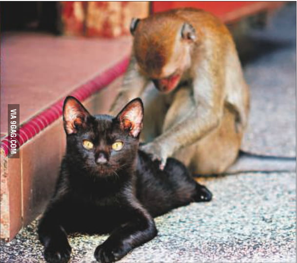 Horny Monkey is horny - 9GAG