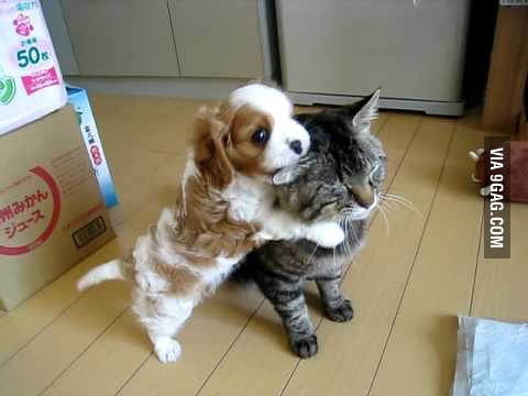 Its so fluffy I could die! - 9GAG