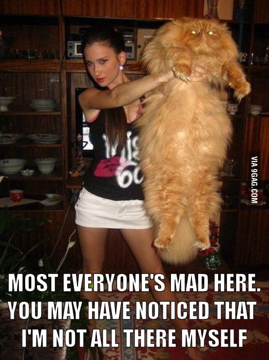 Cheshire Ginger Cat - 9GAG