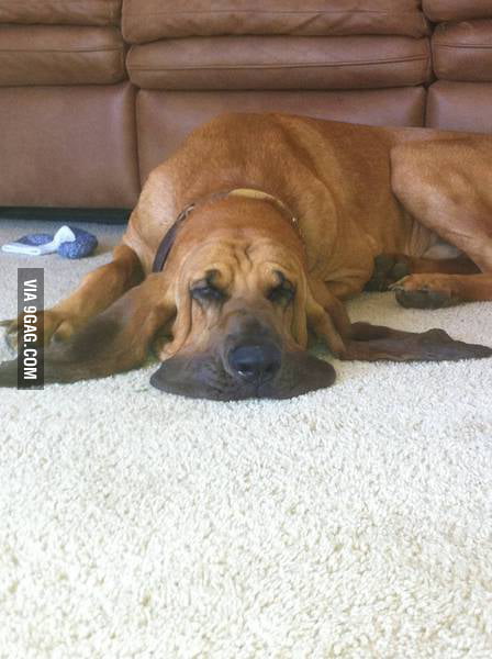 It's so hot that the dog is melting. - 9GAG