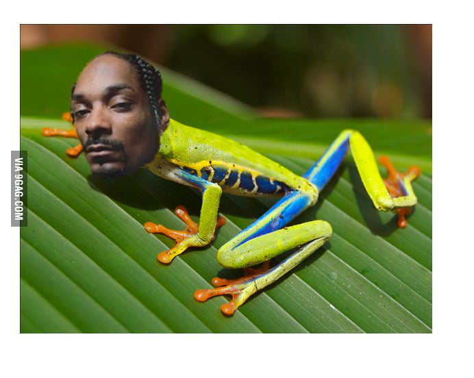 Snoop froggy frogg - 9GAG