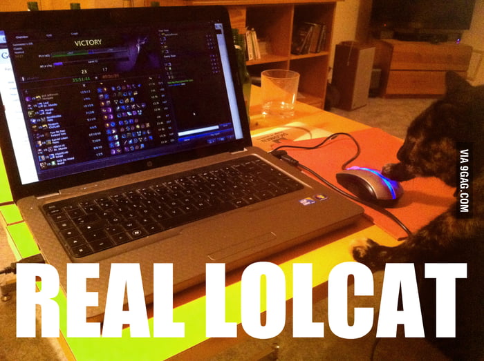 Real LOLCAT - 9GAG