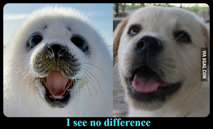 It's just me or my Labrador puppy looks like a baby seal? - 9GAG