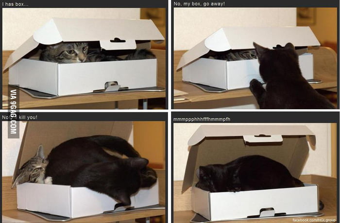 Meanwhile in box.... - 9GAG