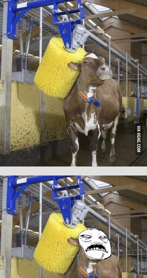Sweety baby jesus! I mean mooo... - 9GAG