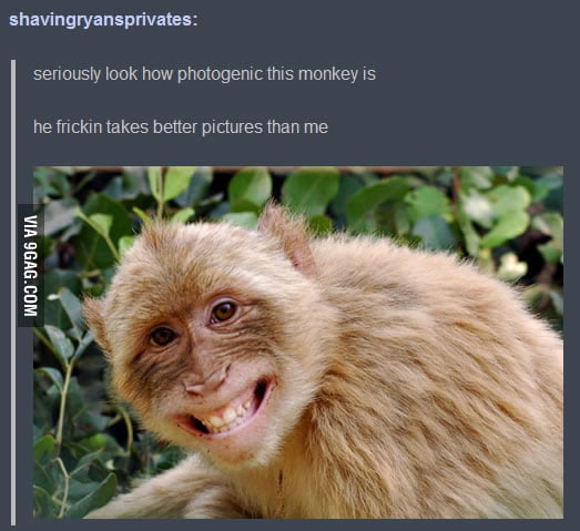 A photogenic monkey - 9GAG
