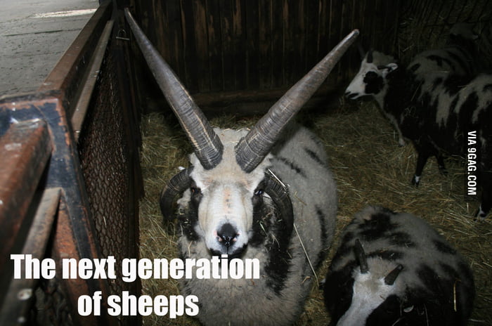 The next generation of mutant sheeps - 9GAG