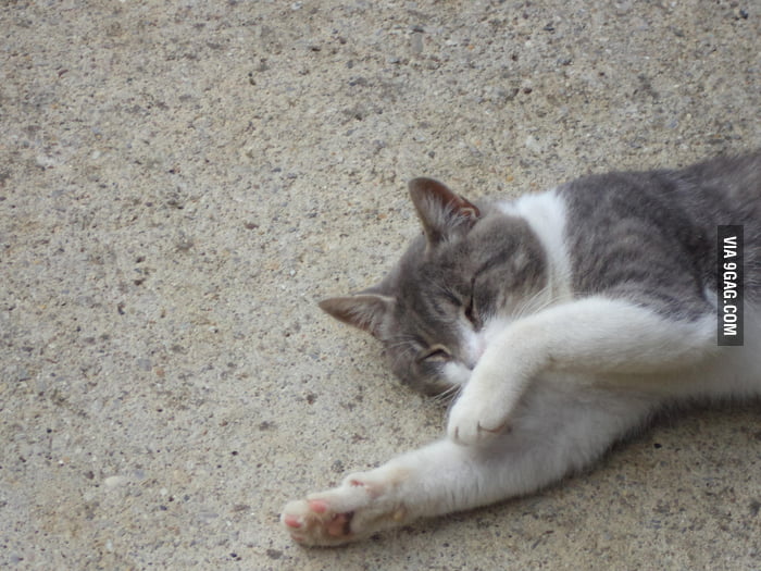 Giggling cat... giggle, giggle - 9GAG