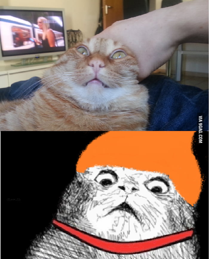 Cat dafuq?! - 9GAG