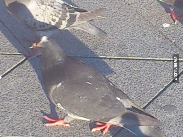 Mario Pigeon-telli - 9GAG