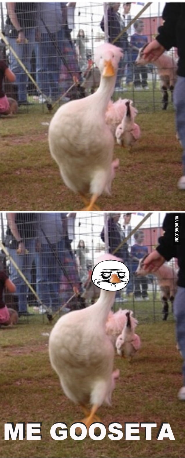 Swag Goose - 9GAG