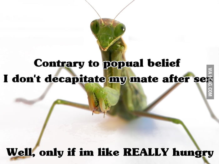 Misunderstood Mantis speaks to the press - 9GAG