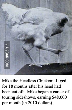 Mike the Headless Chicken - 9GAG