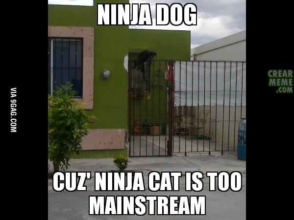 Ninja dog - 9GAG