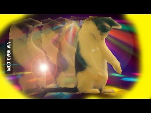 Cat dances to dubstep! For REAL! - 9GAG