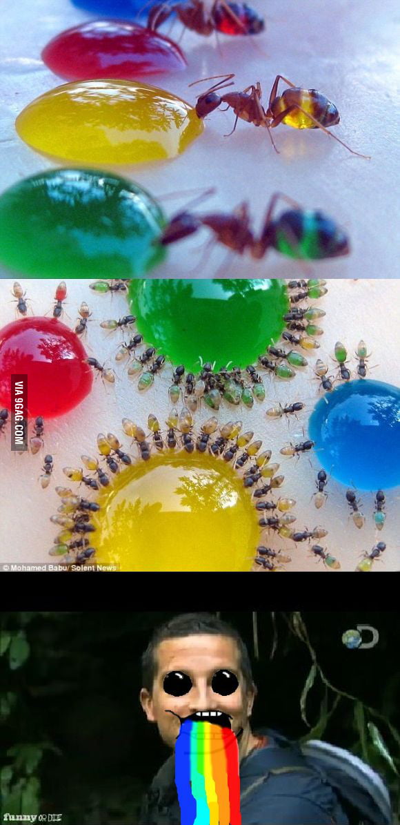 What makes Bear Grylls puke rainbows? - 9GAG
