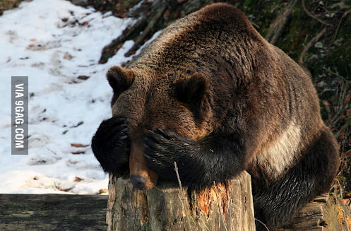 Disappointed Bear - 9GAG