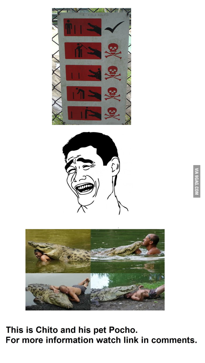 Pocho The Domesticated Crocodile - 9GAG