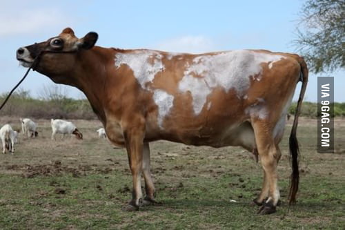 Epic Cow Is Epic - 9GAG