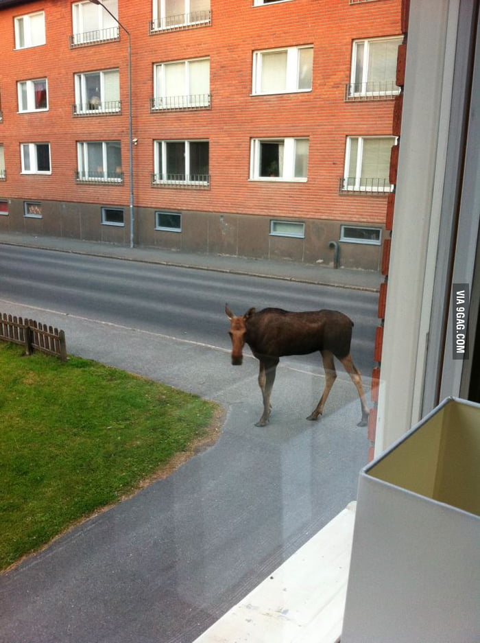 Meanwhile in Sweden - 9GAG