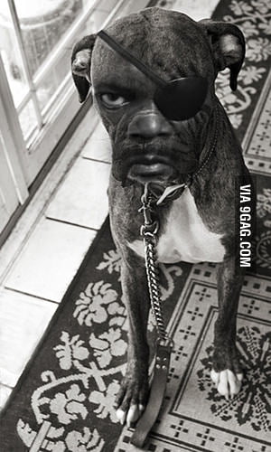 Samuel L. Jackson Dog - 9GAG