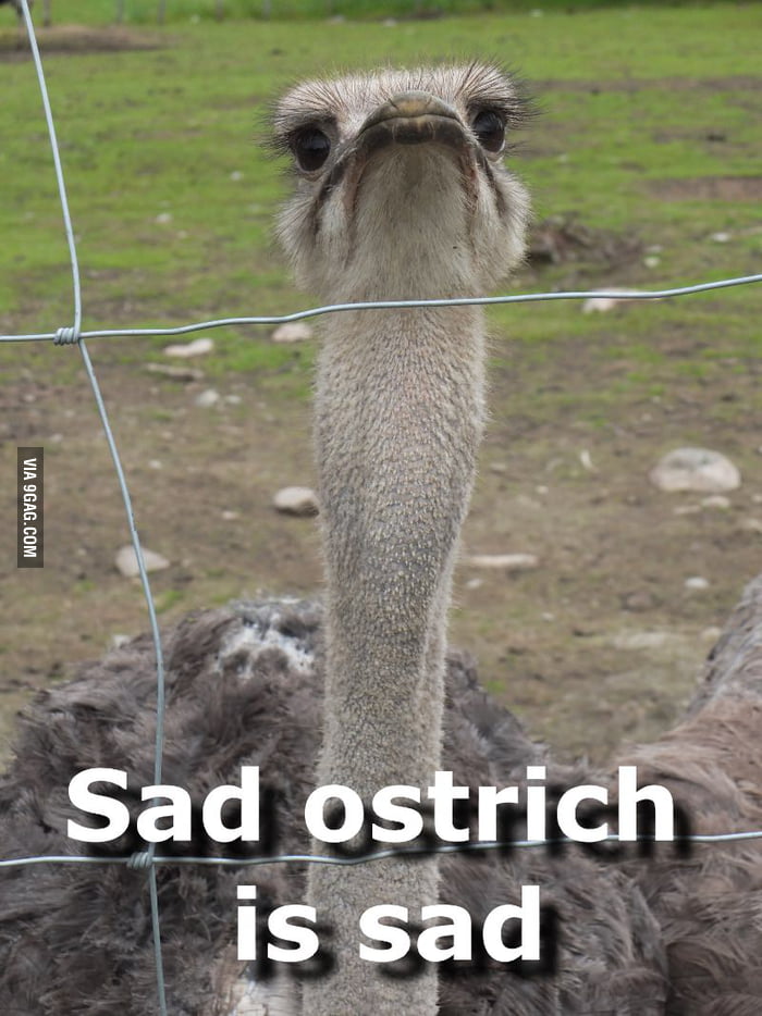 Sad Ostrich