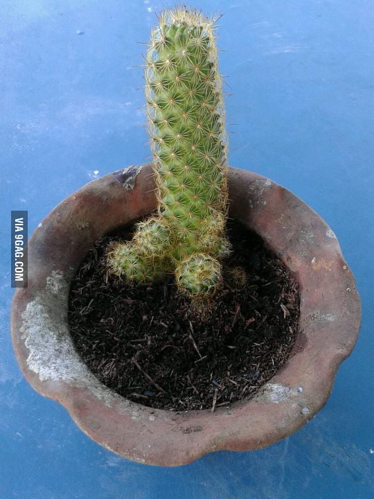 Wait until it grows out! Cocktus :D - 9GAG