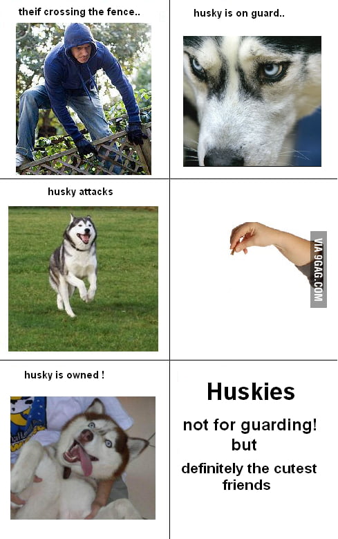 Huskies - 9GAG