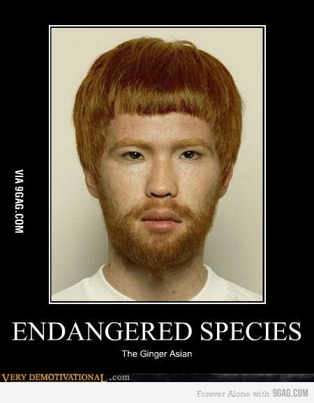 The Ginger Asian 9gag
