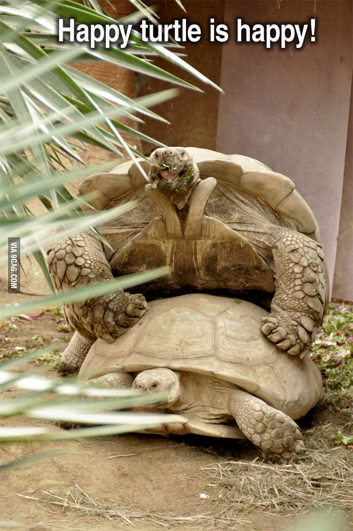 Happy turtle is happy - 9GAG