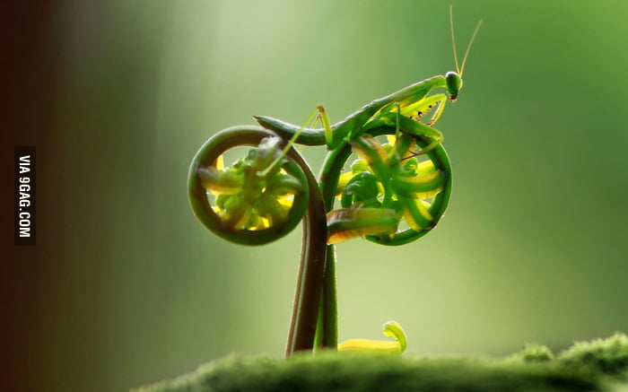 This praying mantis is riding a bike. - 9GAG