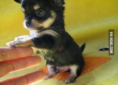 Cuteness explode!!! - 9GAG