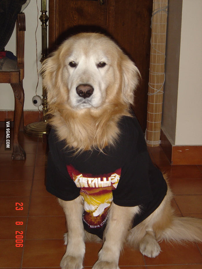Ridiculously Photogenic Metalhead Dog - 9GAG