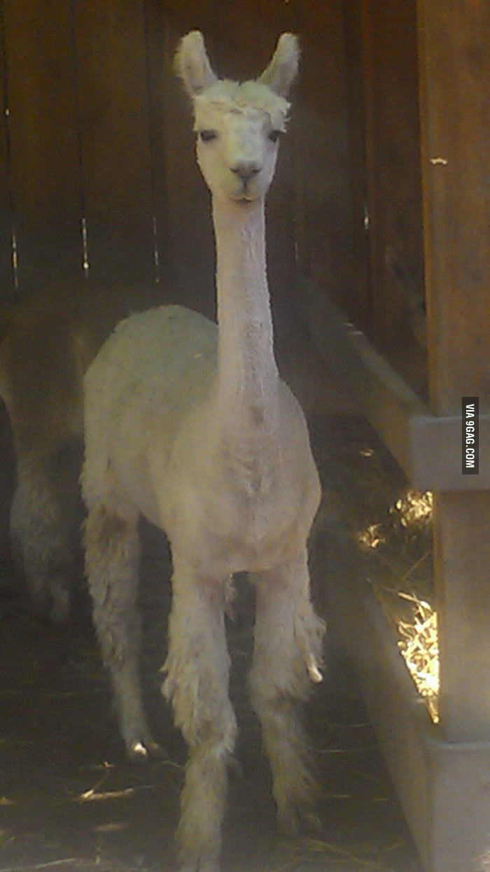 Ridiculously Photogenic Alpaca - 9GAG