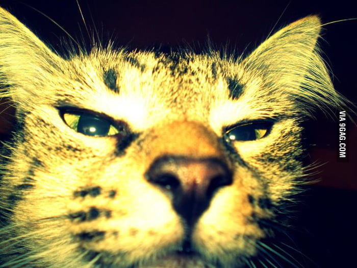 My cat sniffing the camera... - 9GAG