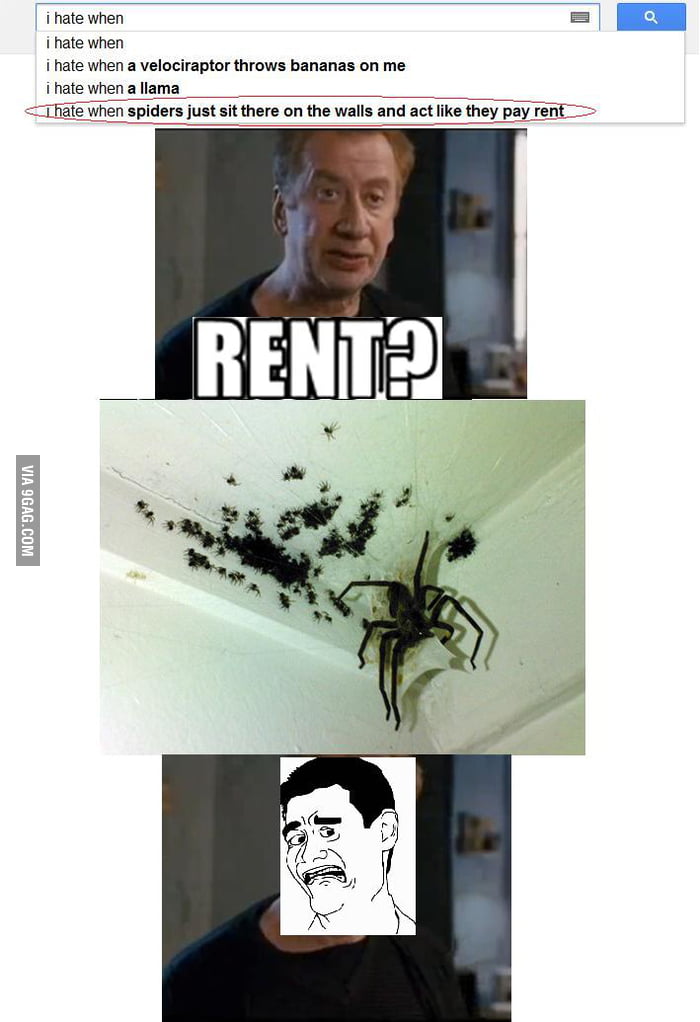 Those Spiders Never Pay The Rent - 9GAG