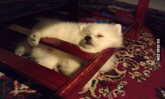 So fluffy I wanna die! - 9GAG