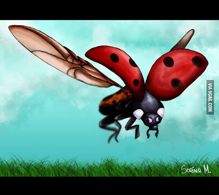 Just a Ladybug flying - 9GAG
